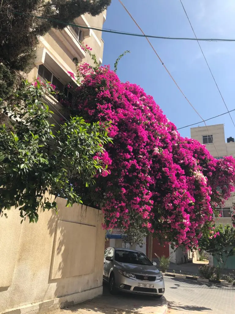 How Israeli air strikes destroyed a busy neighbourhood in Gaza